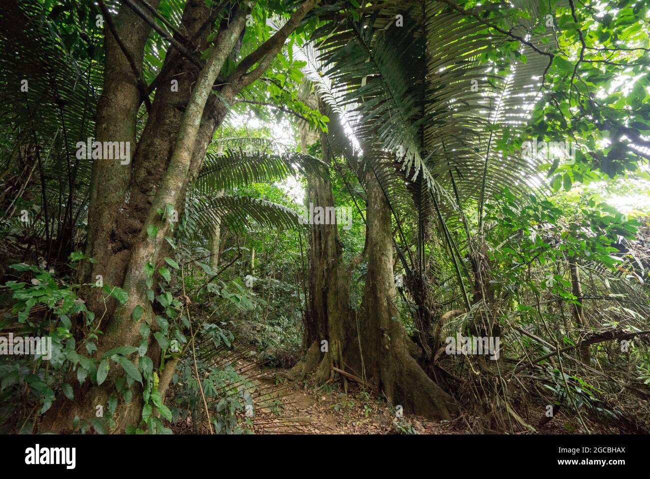 Cuc Phuong national forest in Ninh Binh province northern Vietnam Stock ...