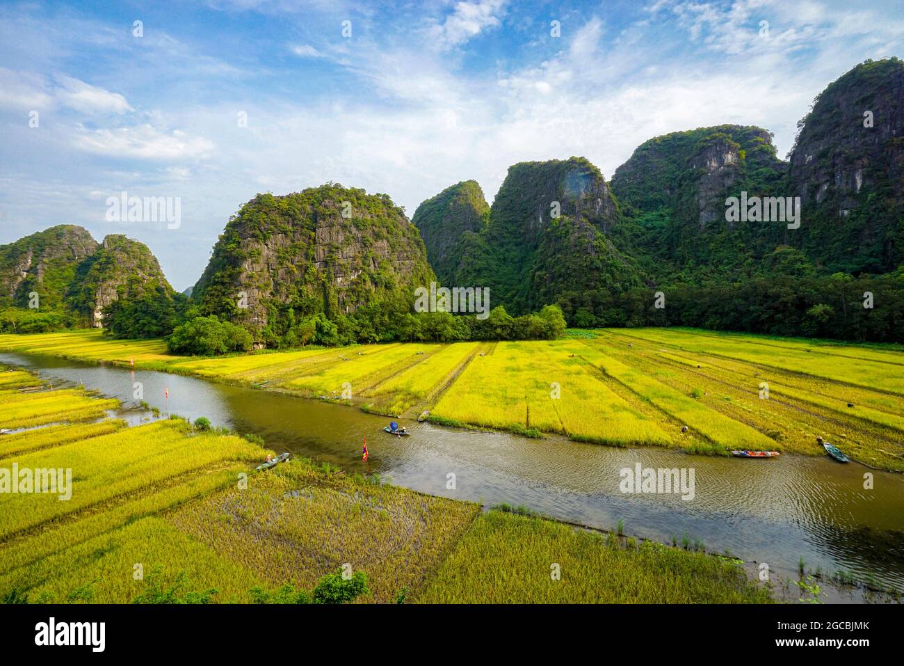 Nice yellow rice field in Ninh Binh province northern Vietnam Stock ...