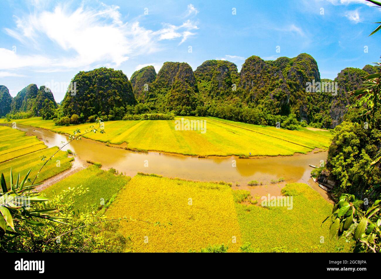 Nice yellow rice field in Ninh Binh province northern Vietnam Stock ...