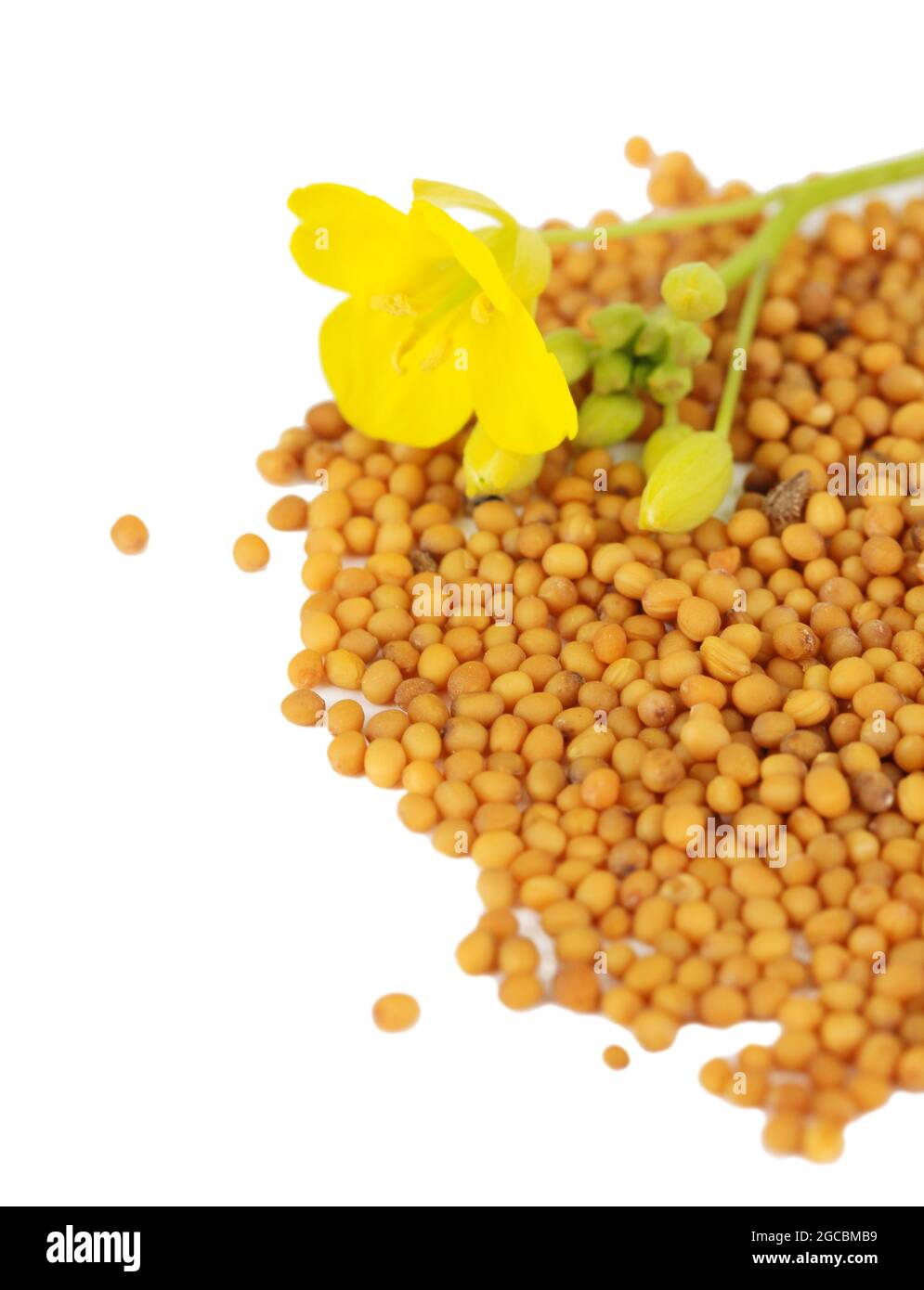 Mustard seeds with mustard flower isolated on white Stock Photo - Alamy