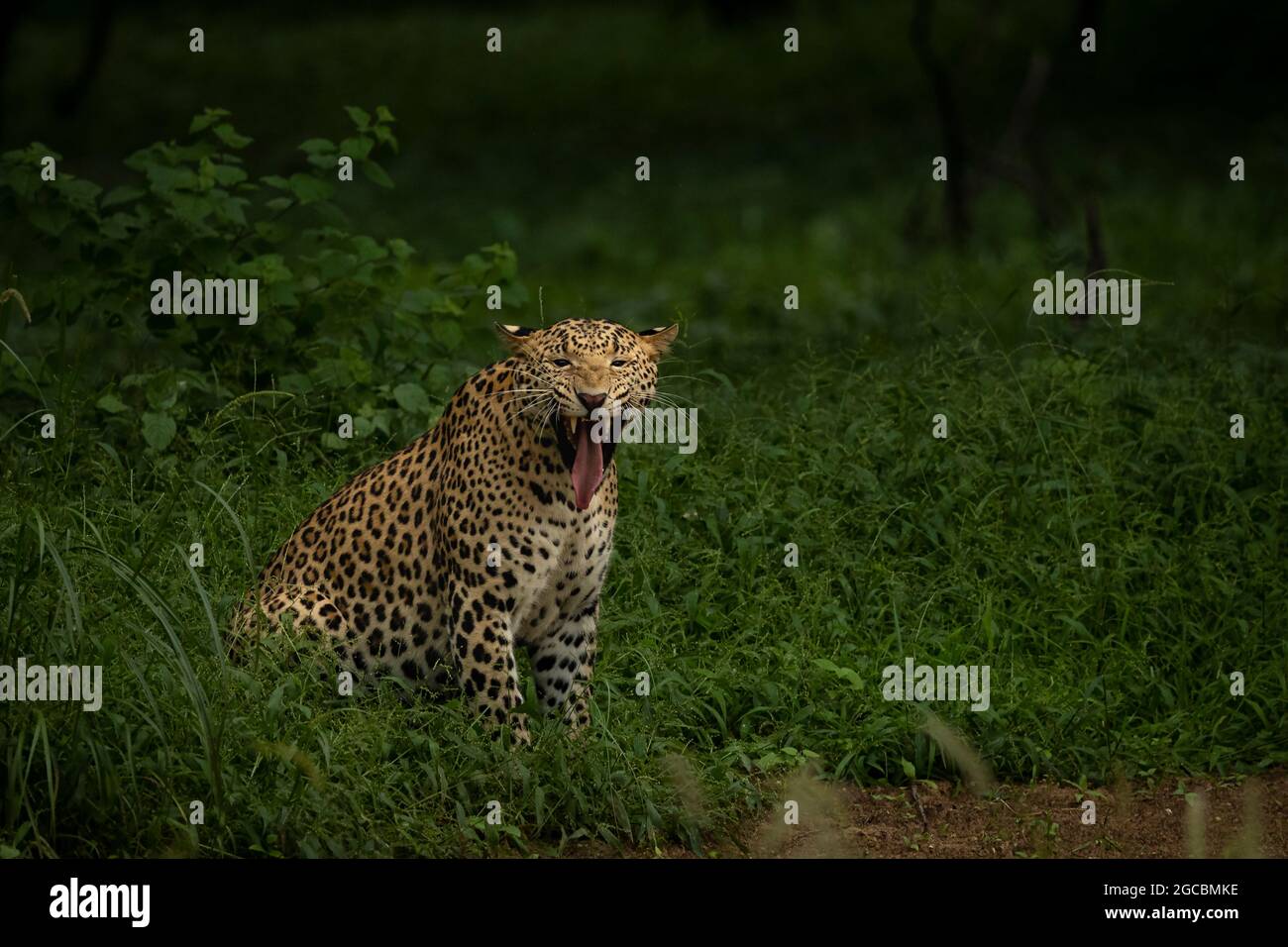 Indian leopard cub in lush green monsoon forest of India Stock Photo ...