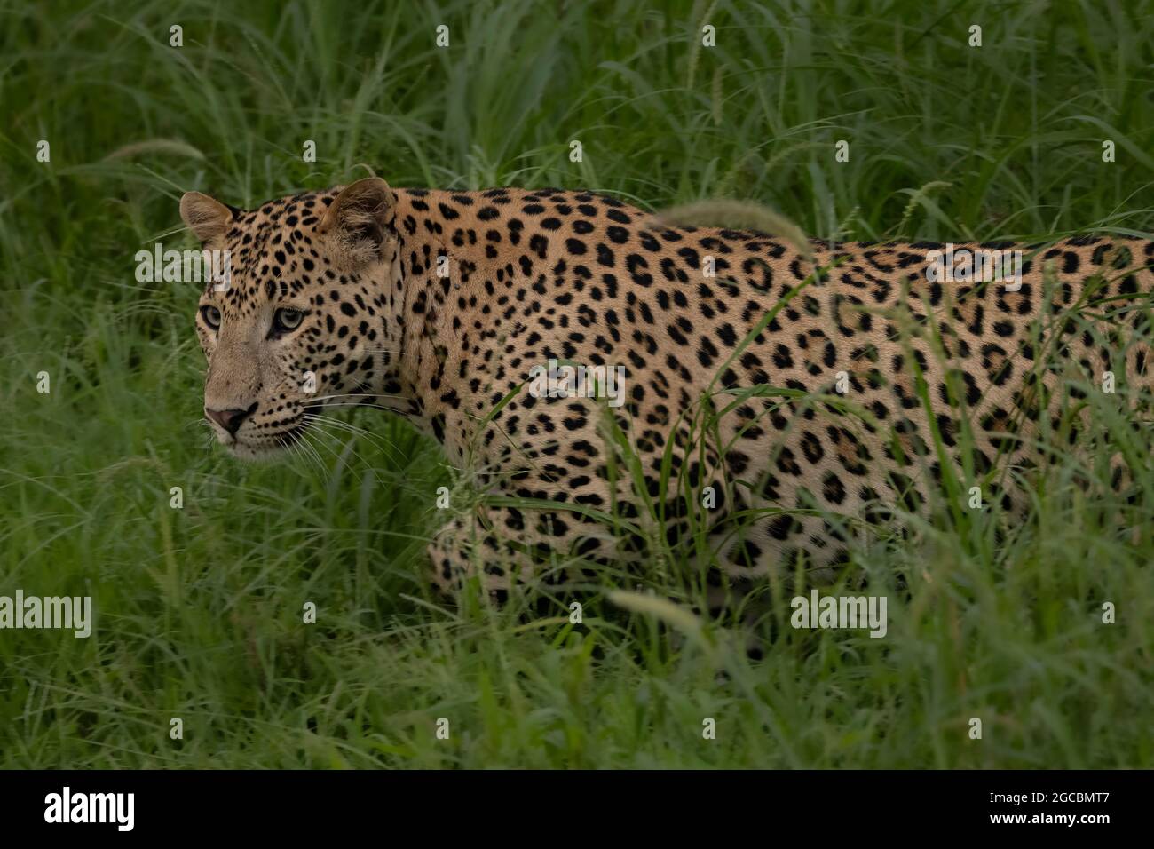 Indian leopard cub in lush green monsoon forest of India Stock Photo ...