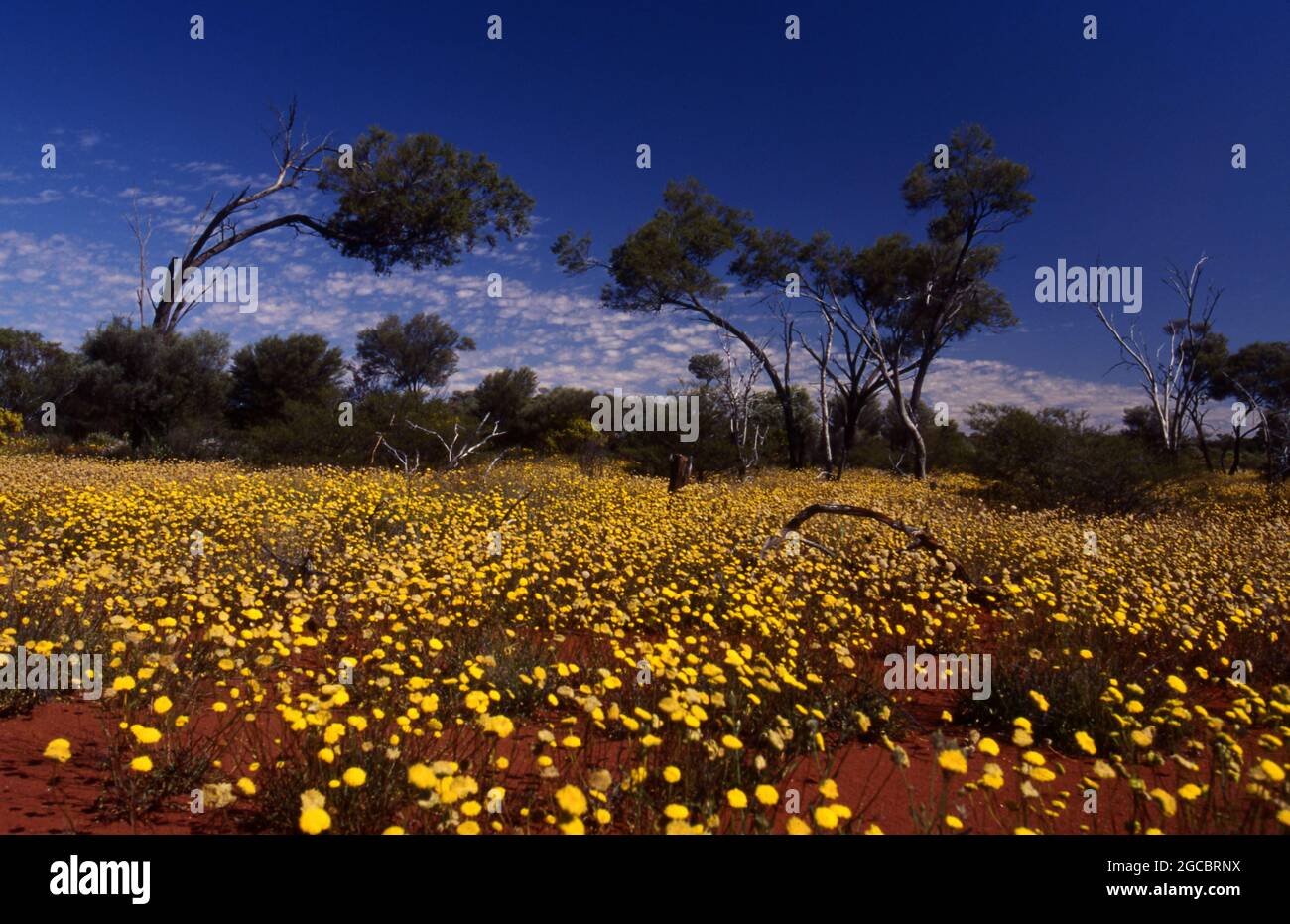 Where Are The Wildflowers Blooming In Western Australia at Norma ...