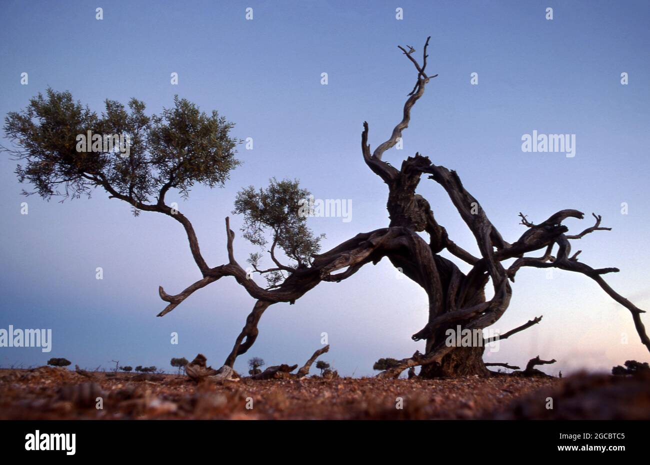 WIND BLOWN TREE BESIDE THE PLENTY HIGHWAY, SIMPSON DESERT, CENTRAL ...