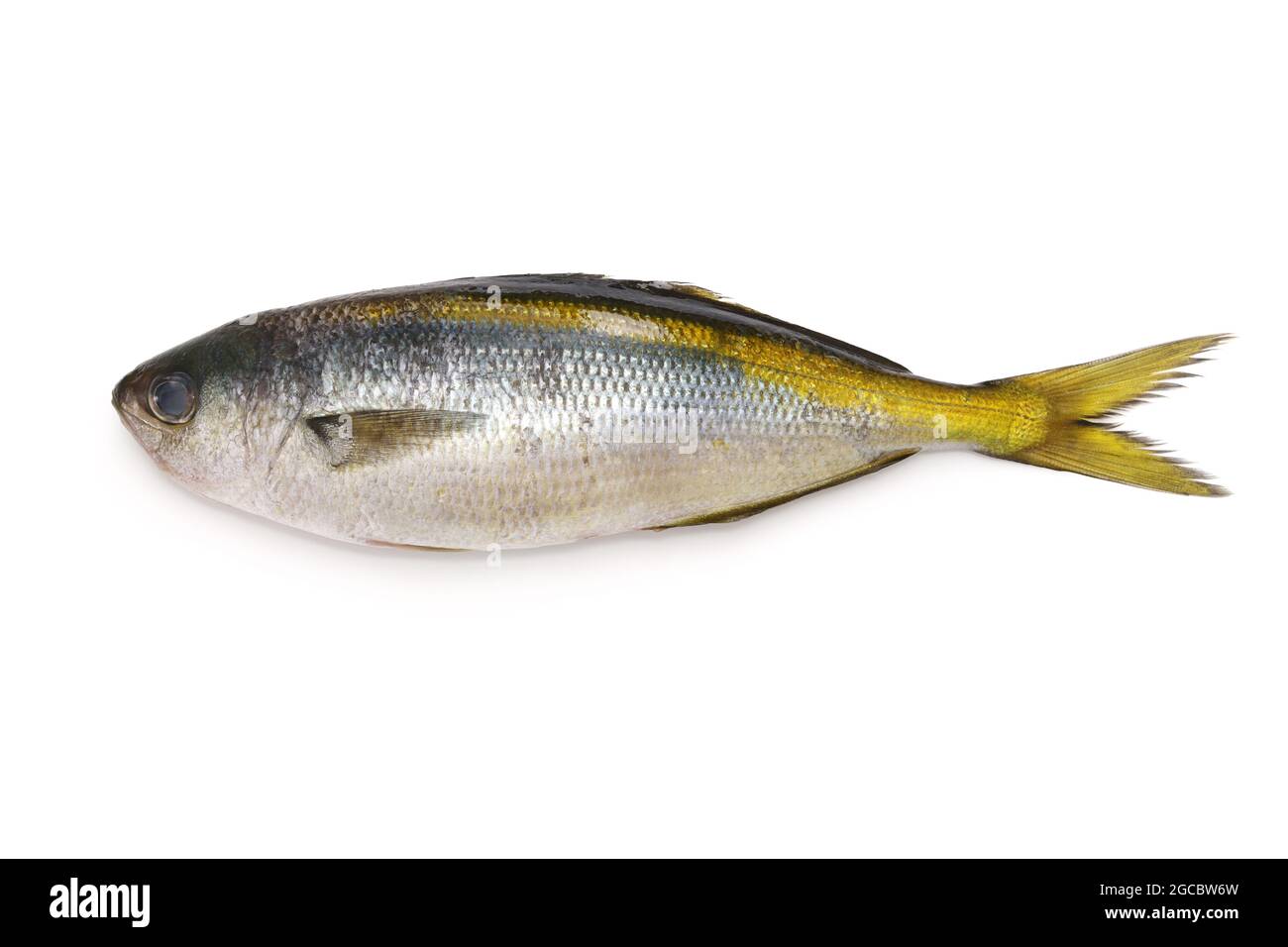 yellowstriped butterfish isolated on white background Stock Photo - Alamy