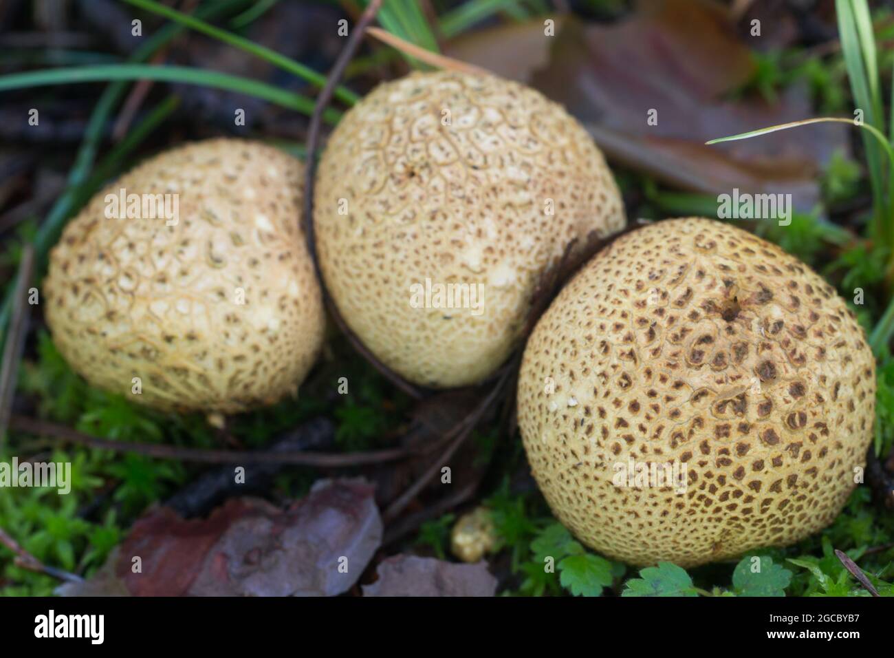 scleroderma citrinum, common earthball mushroom in forest closeup ...