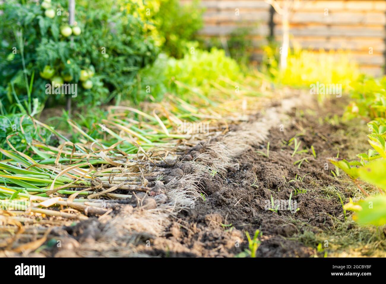 Fresh garlic is dried in the garden after being pulled from the soil ...