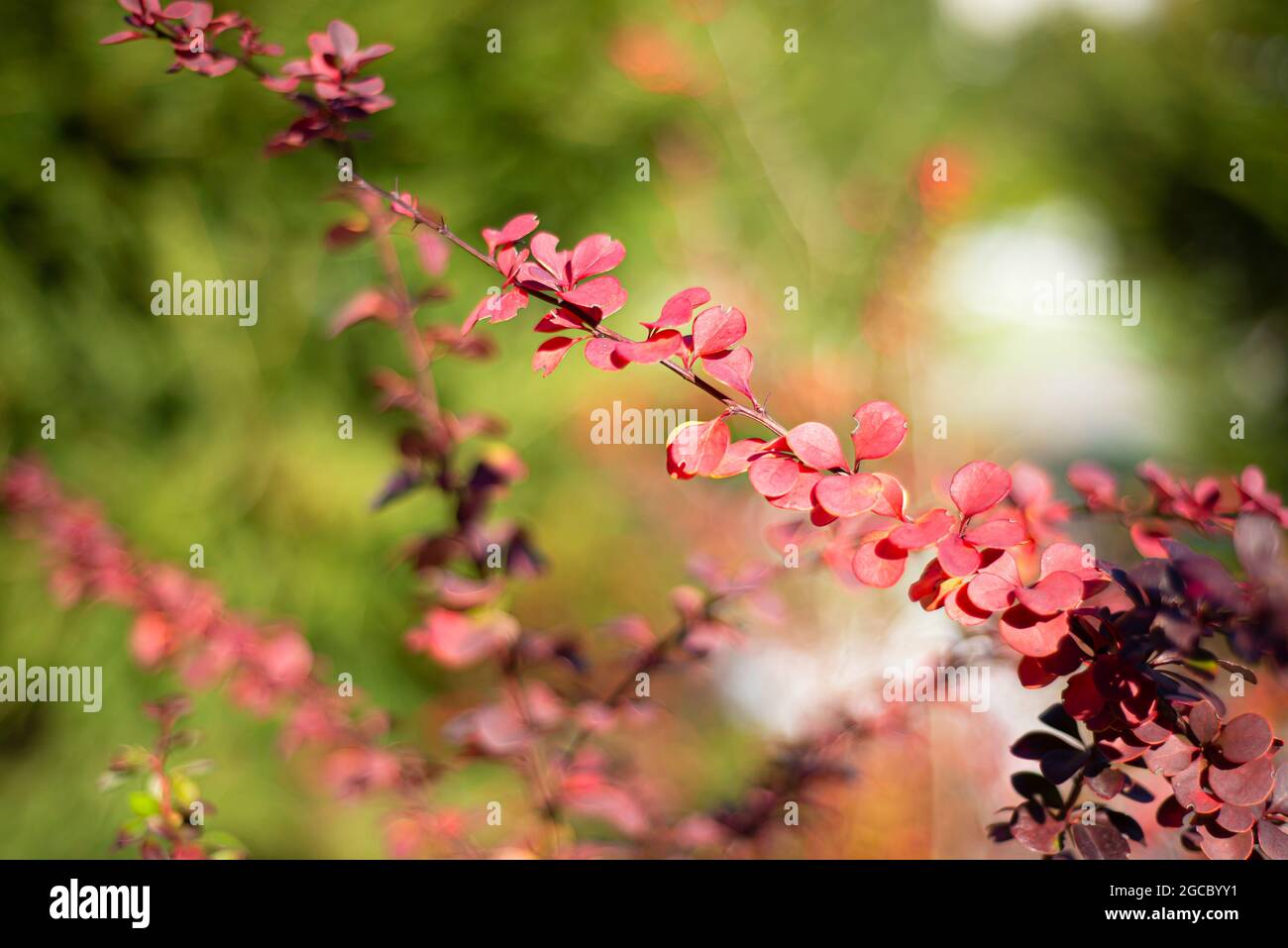 Purple leaf barberry hi-res stock photography and images - Alamy
