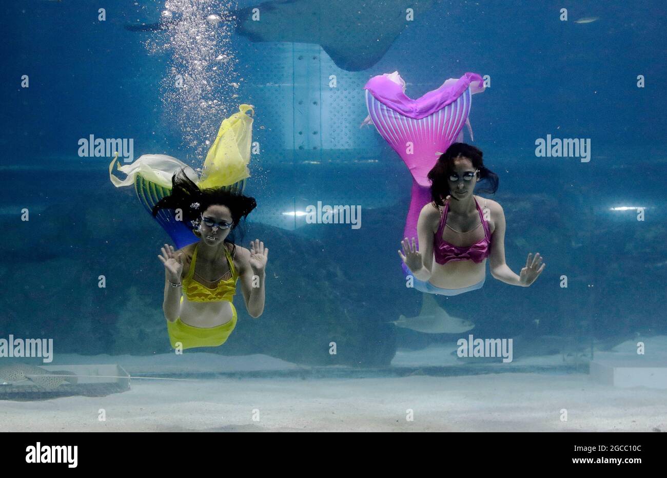 Dec 16, 2017-Seoul, South Korea-Santa costume Diver with Sardine and ...