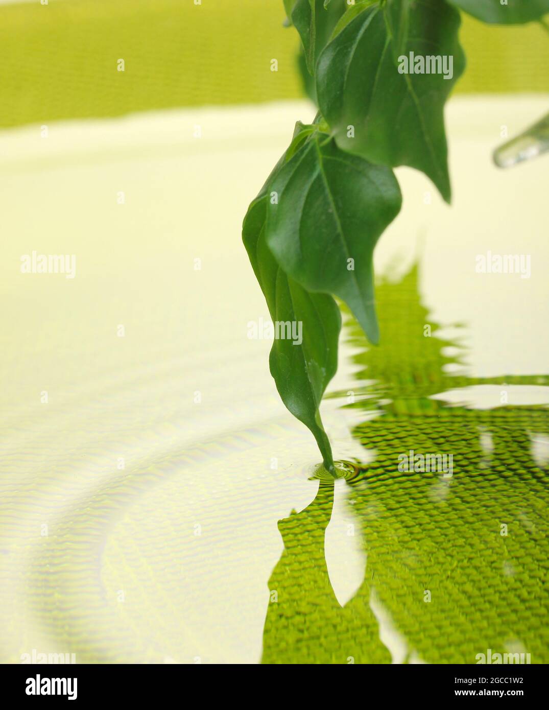 Green leaves with reflection in water Stock Photo - Alamy