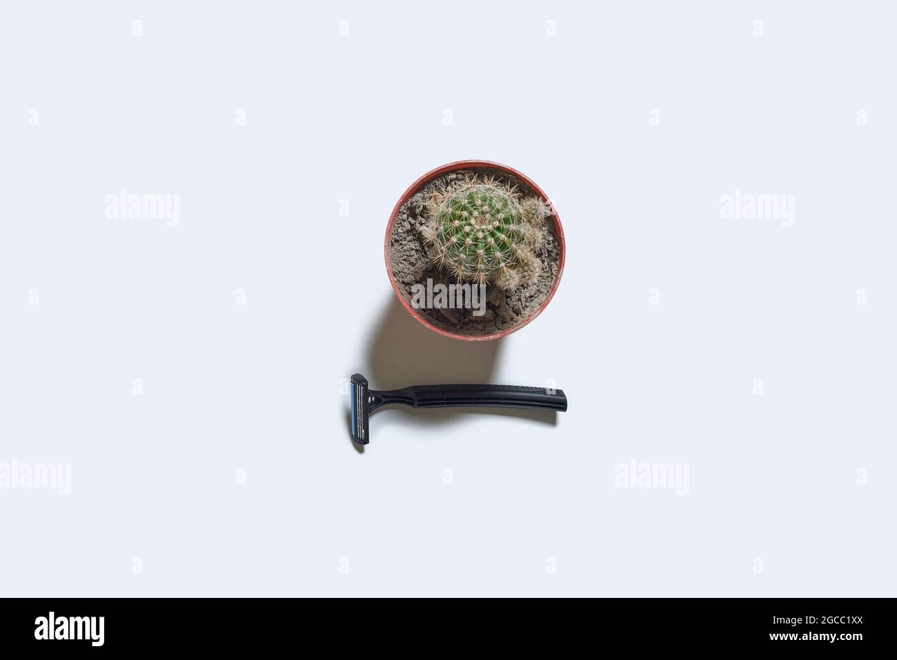 Razor plant hi-res stock photography and images - Alamy