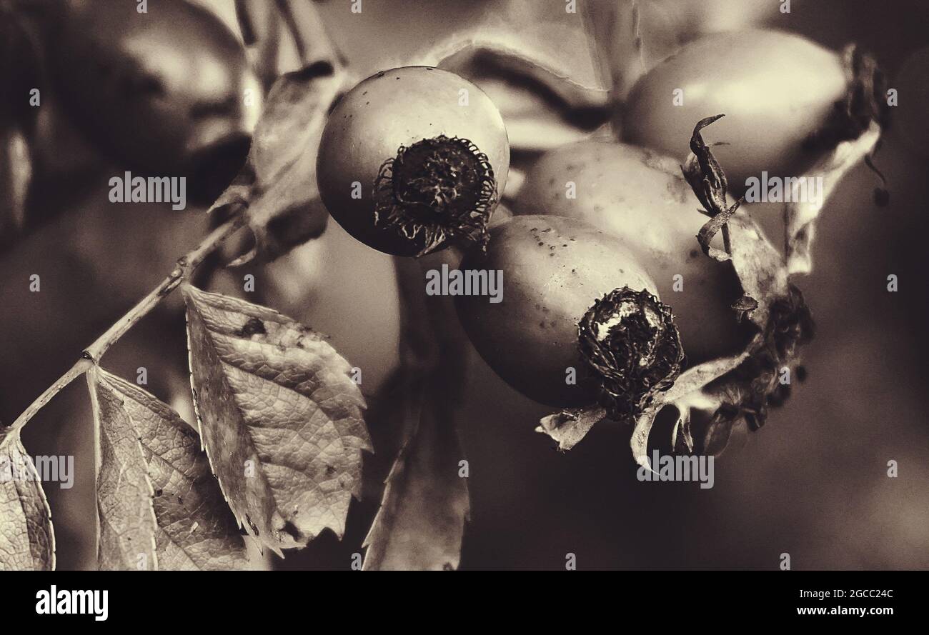 vintage, retro, old, photograph, century, botany, graphics, antique ...
