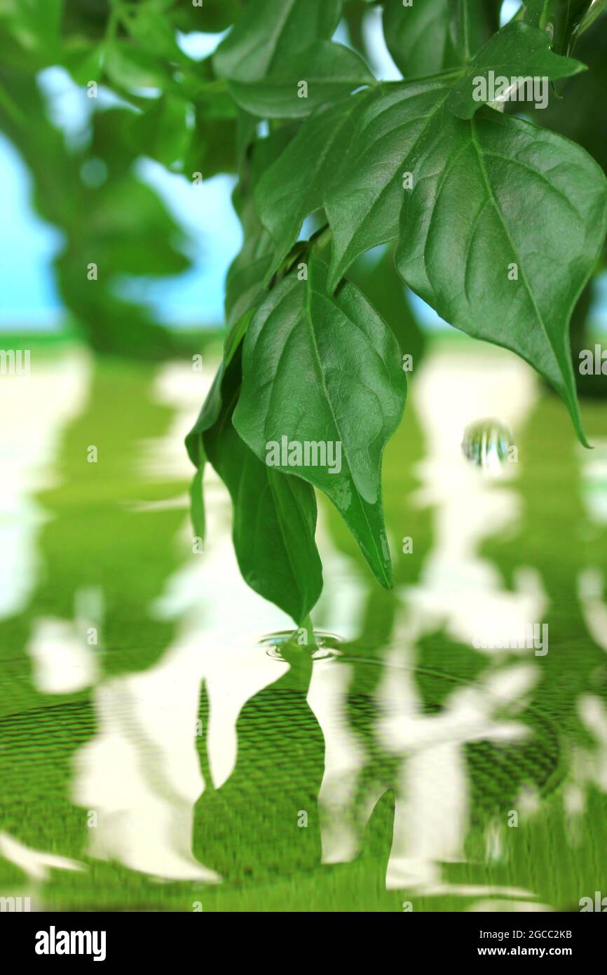 Green leaves with reflection in water Stock Photo - Alamy