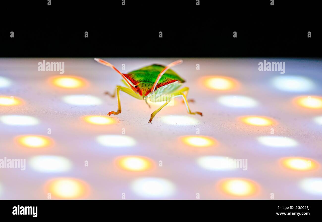 Illuminated green stink bug walking on led light Stock Photo - Alamy
