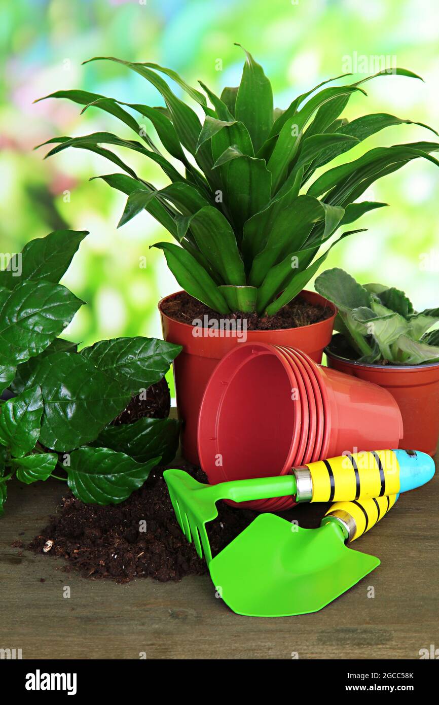 Beautiful flowers in pots on table on bright background Stock Photo - Alamy