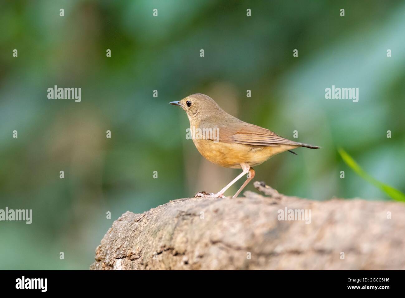 Indian Robin High Resolution Stock Photography and Images - Alamy