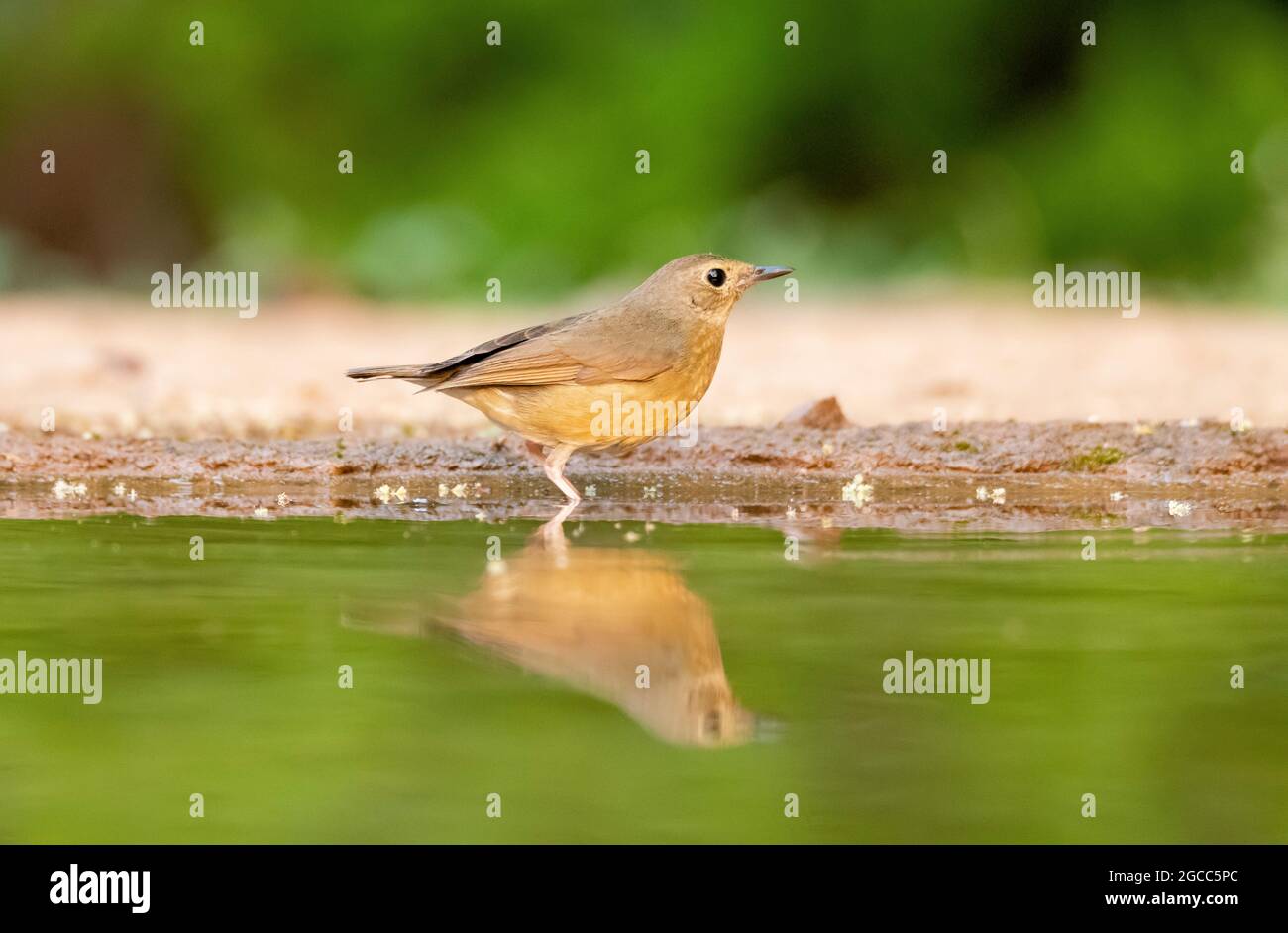 Robin taking a bath hi-res stock photography and images - Alamy