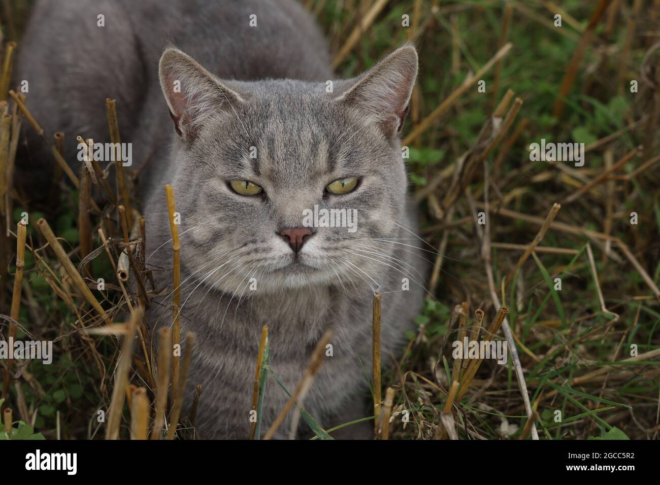 Gray domestic cat in the field in summer Stock Photo - Alamy