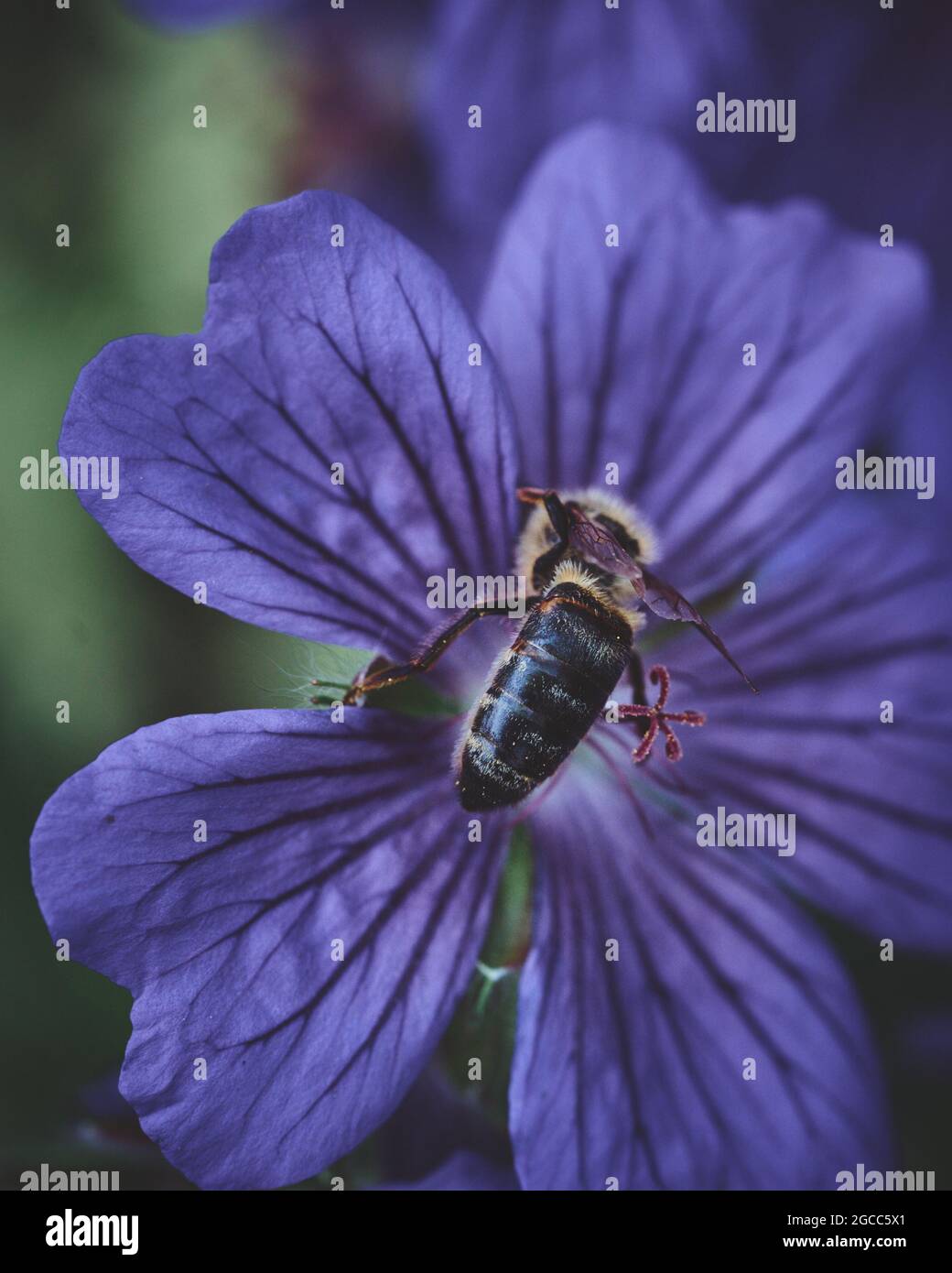 Macro Flowers with bee Photography Moody Style. High quality photo ...