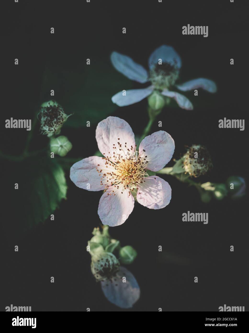 Macro Flowers Photography Moody Style. High quality photo Stock Photo ...