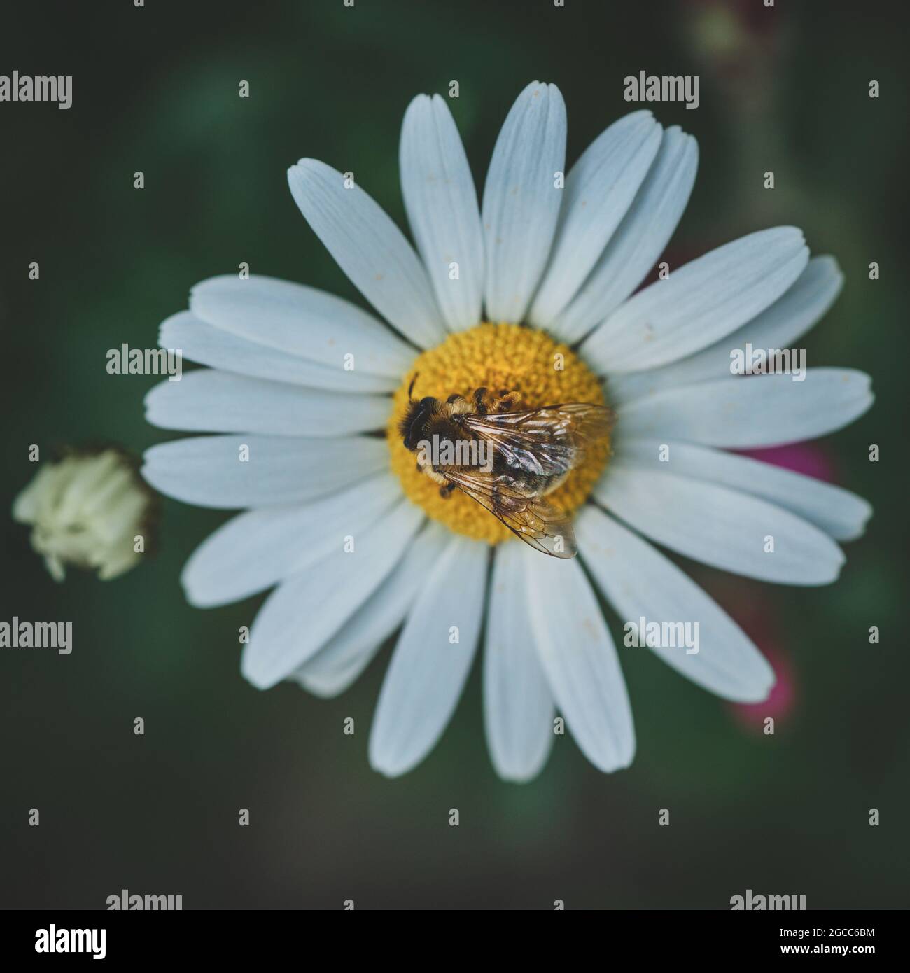 Macro Flowers Photography Moody Style. High quality photo Stock Photo ...