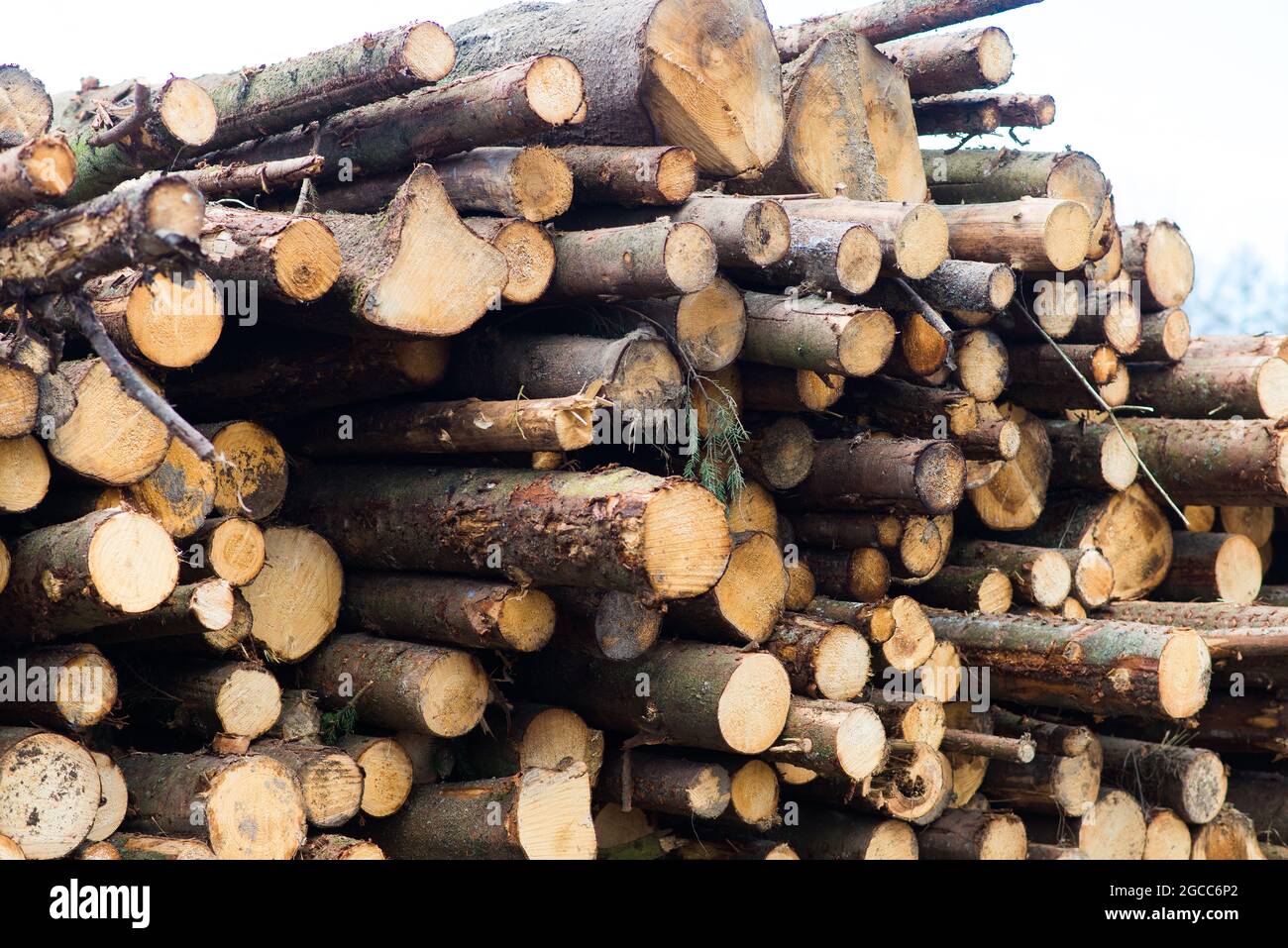 Beech logs, national park, forest lumber Wood materials Stock Photo - Alamy