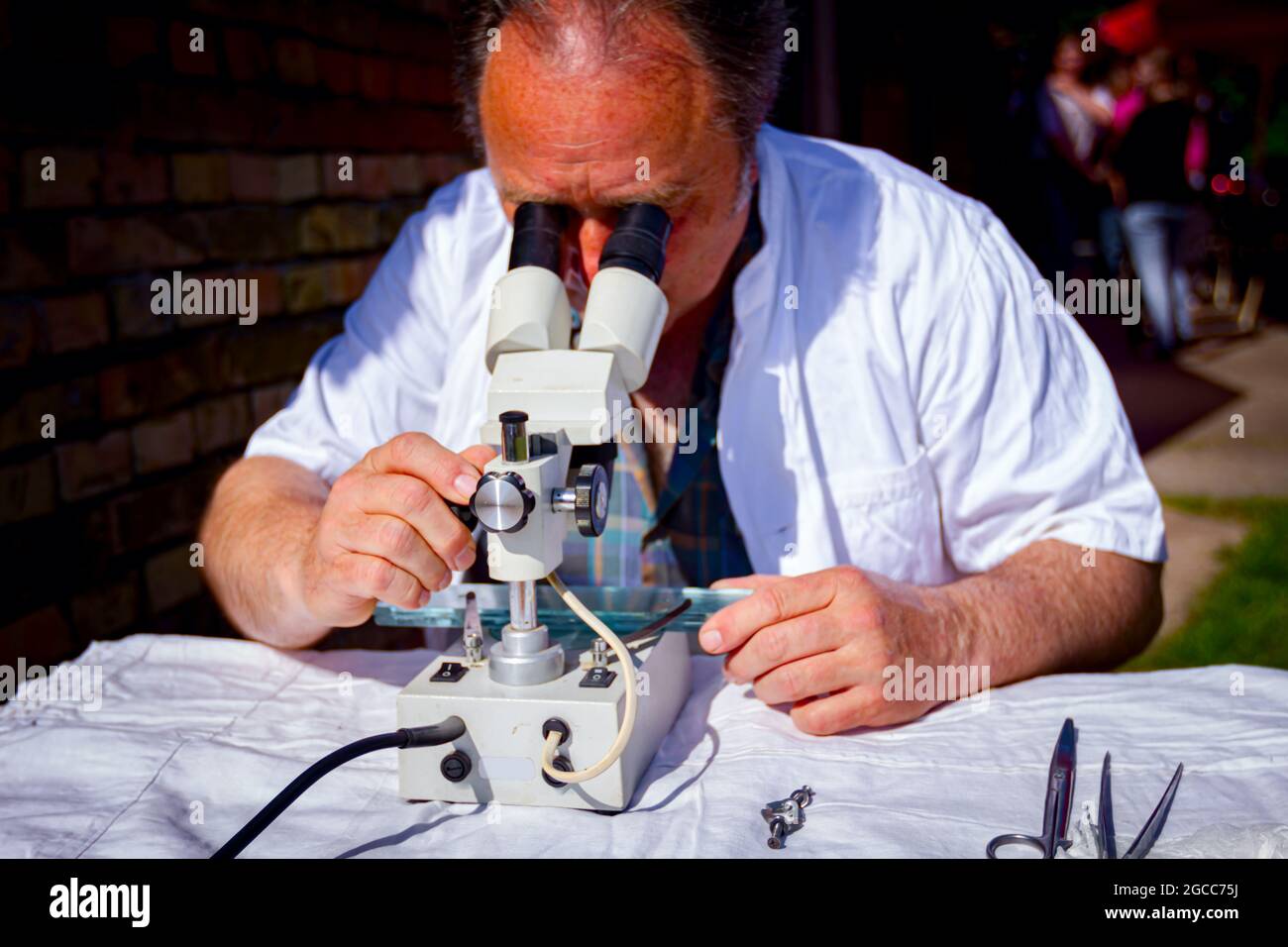 A veterinarian is examining sample of meat, pork lung tissue, on ...
