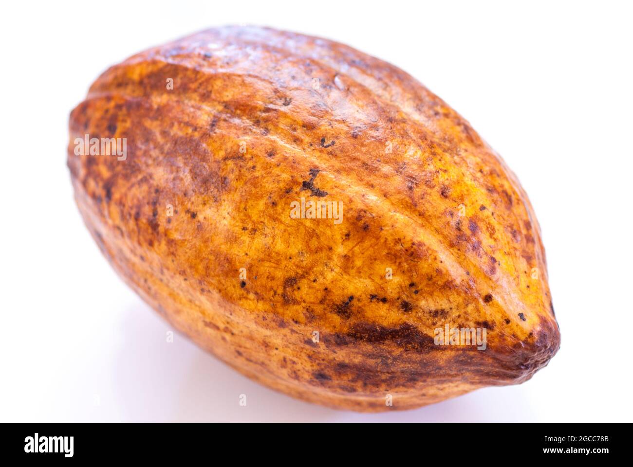 ripe cocoa fruit on white Stock Photo - Alamy