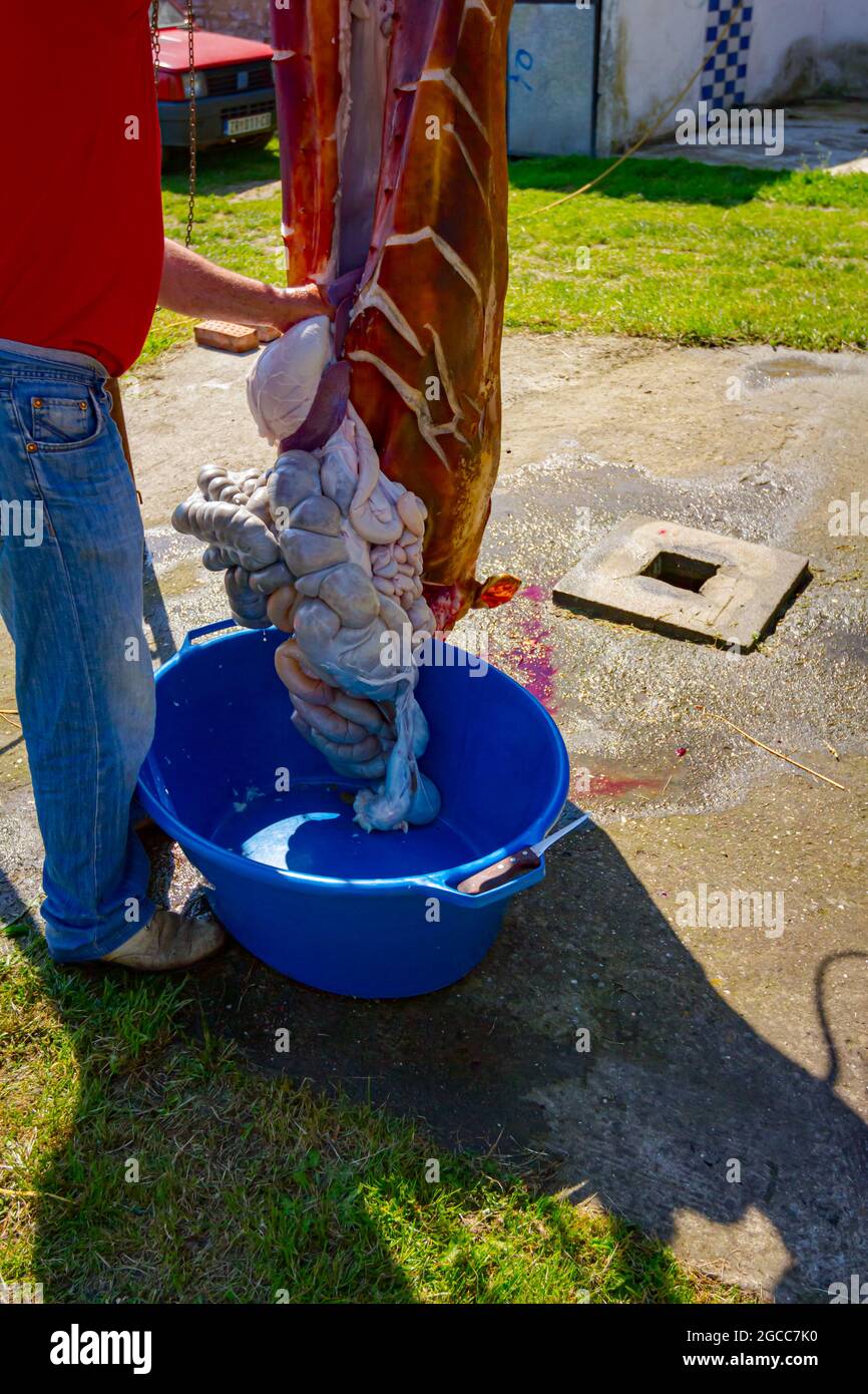 Pig entrails hi-res stock photography and images - Alamy