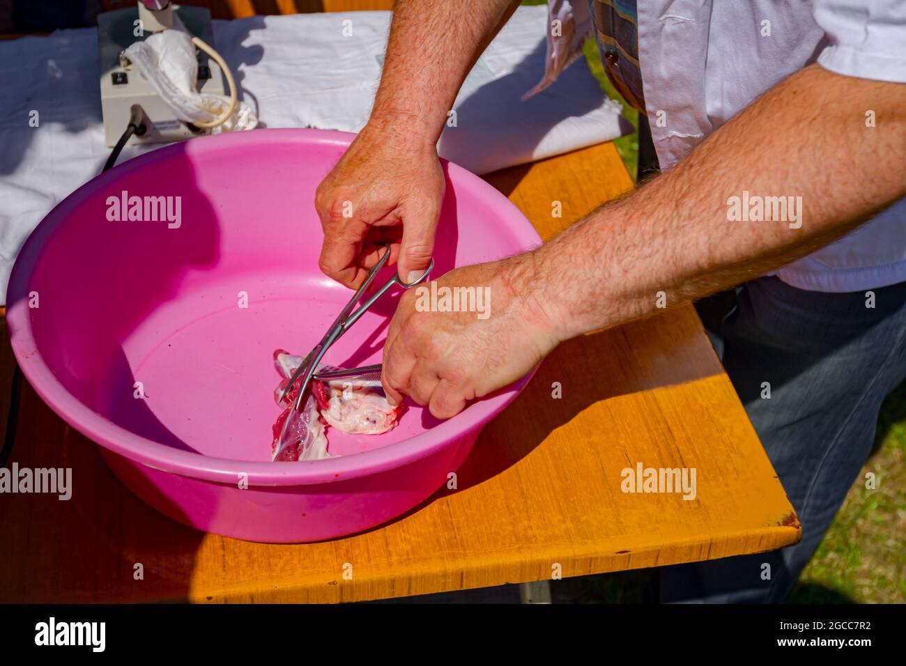 Veterinarian uses sample of meat, pork lung tissue, with help of ...