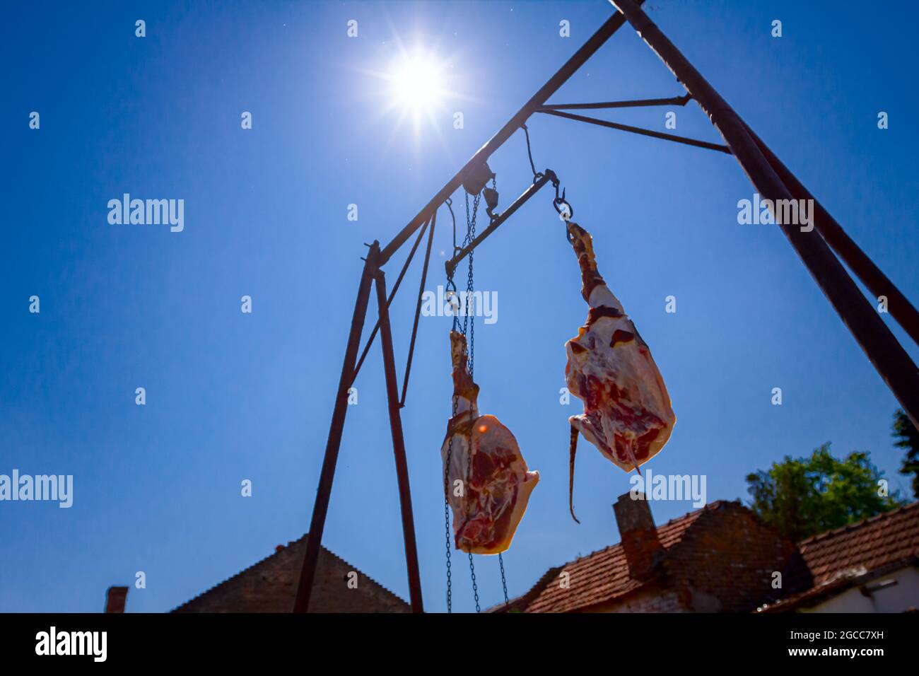 Shot from below on two raw, fresh pork hams hooked on hooks, hanging on ...