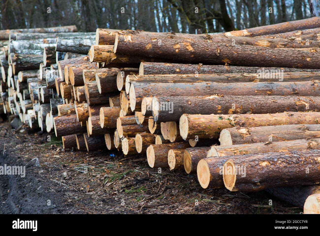 Beech logs, national park, forest lumber Wood materials Stock Photo - Alamy