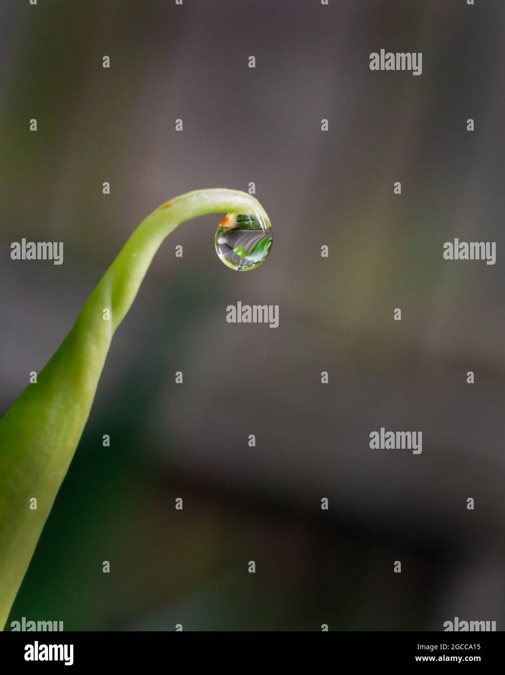 Raindrop on tip of the lily flower bud, vertical format Stock Photo - Alamy