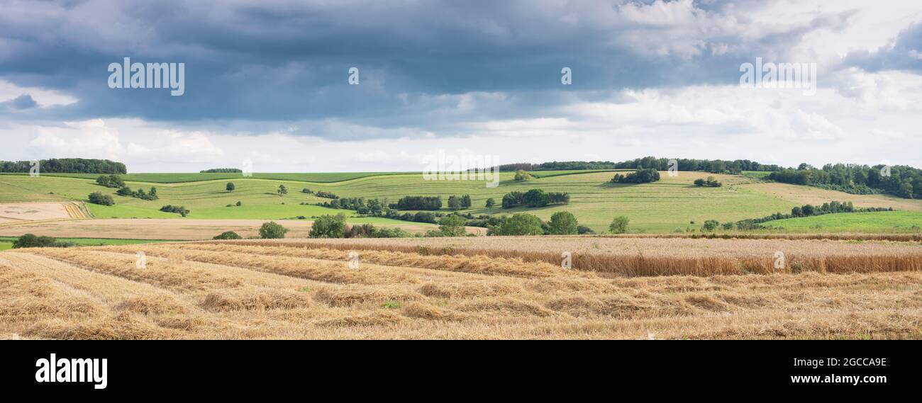 summer countryside landscape with green meadows and corn fields in ...