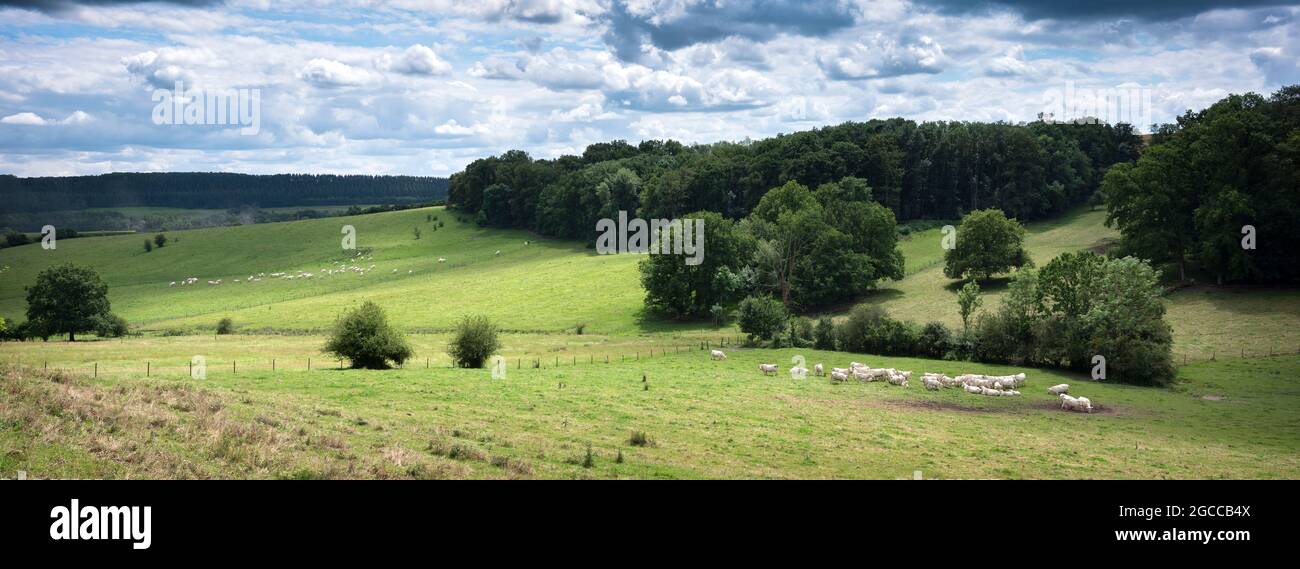 summer countryside landscape with green meadows and cows in french ...