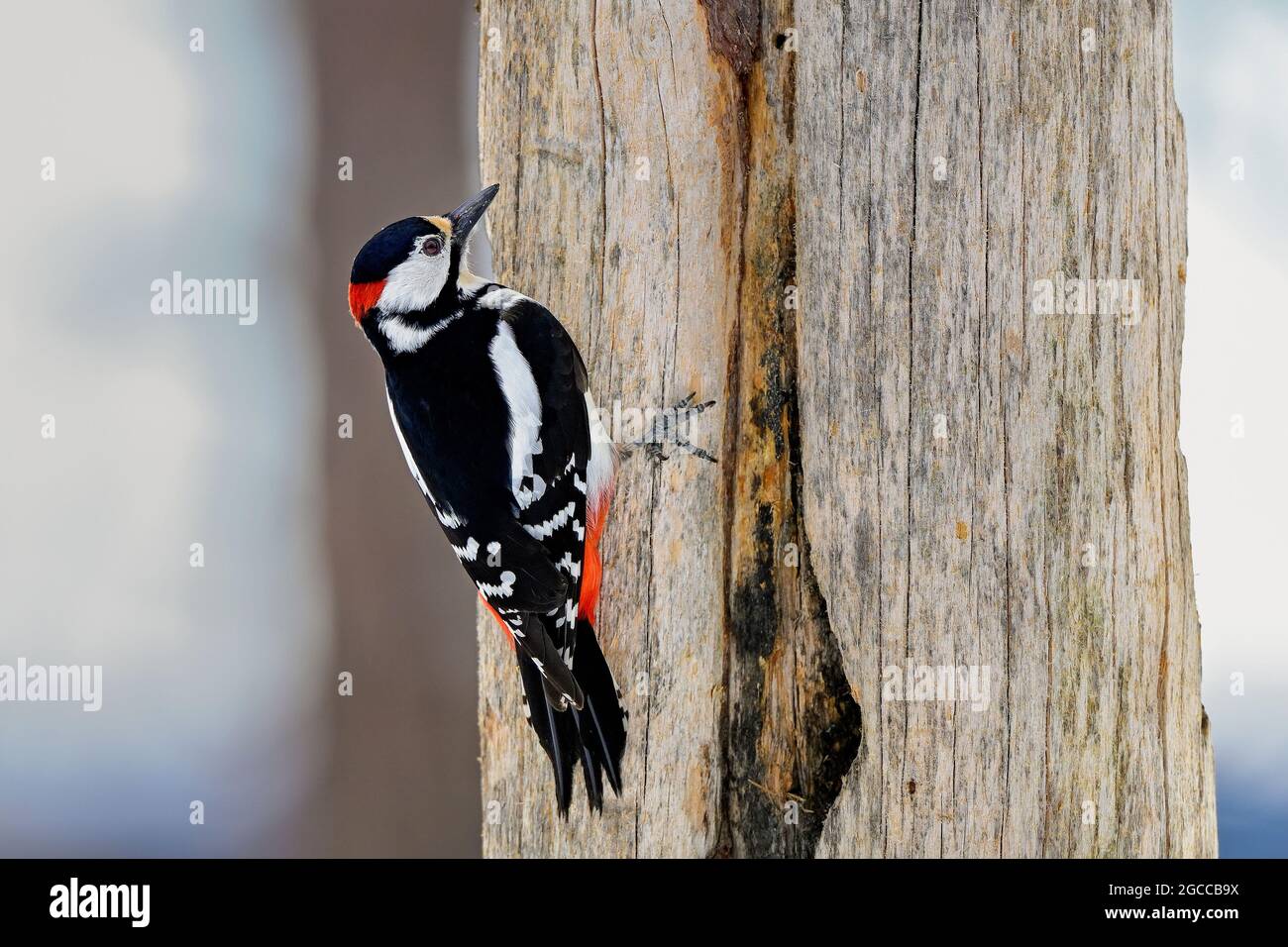 Great spotted woodpecker hi-res stock photography and images - Alamy
