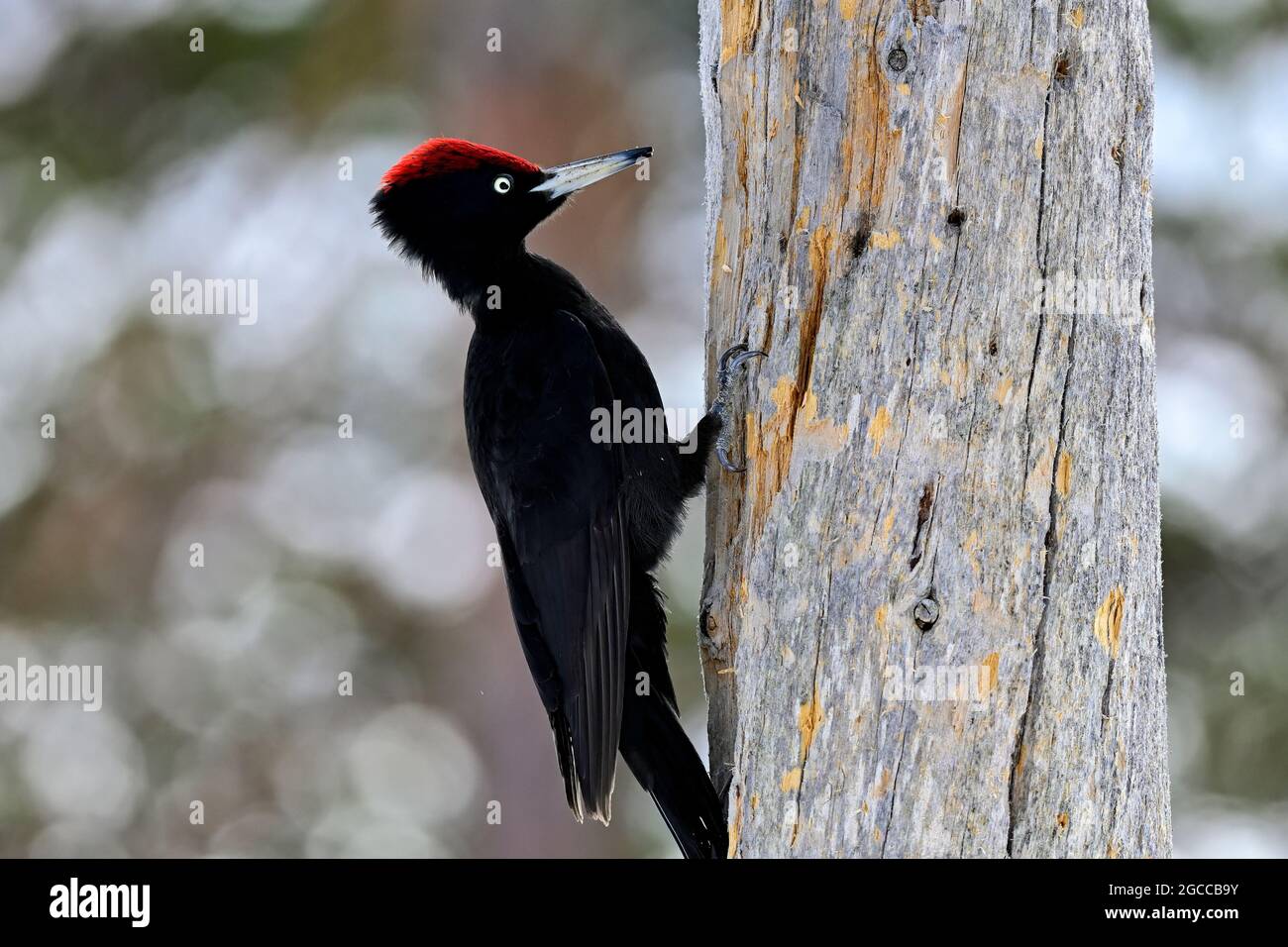 Black woodpecker hi-res stock photography and images - Alamy
