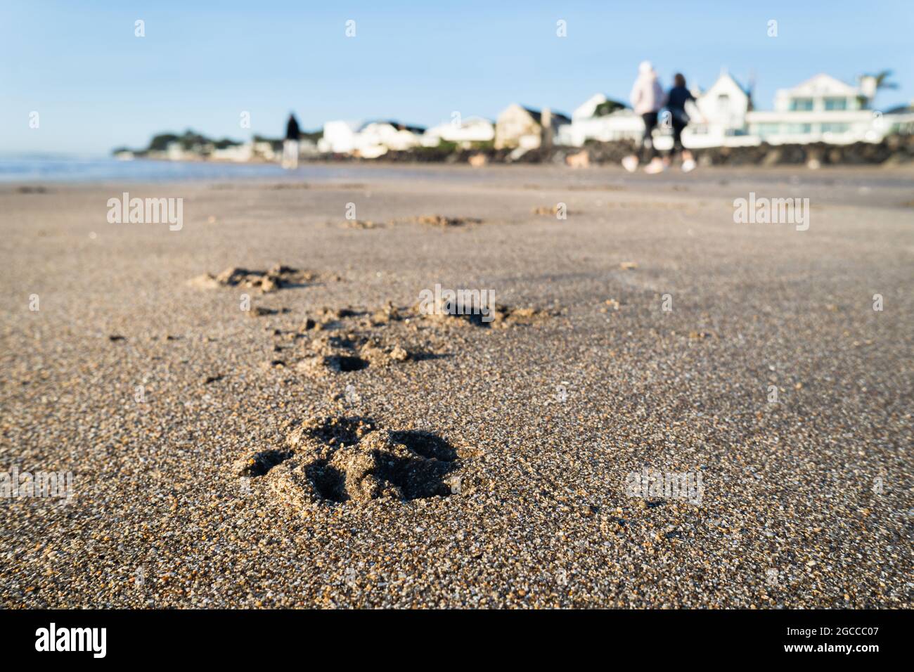 Dog paw prints on the soft sandy beach with out-of-focus people and ...