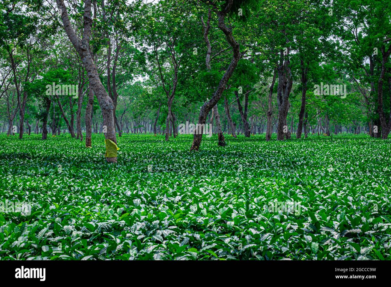 tea garden landscape with many trees at day from flat angle Stock Photo ...