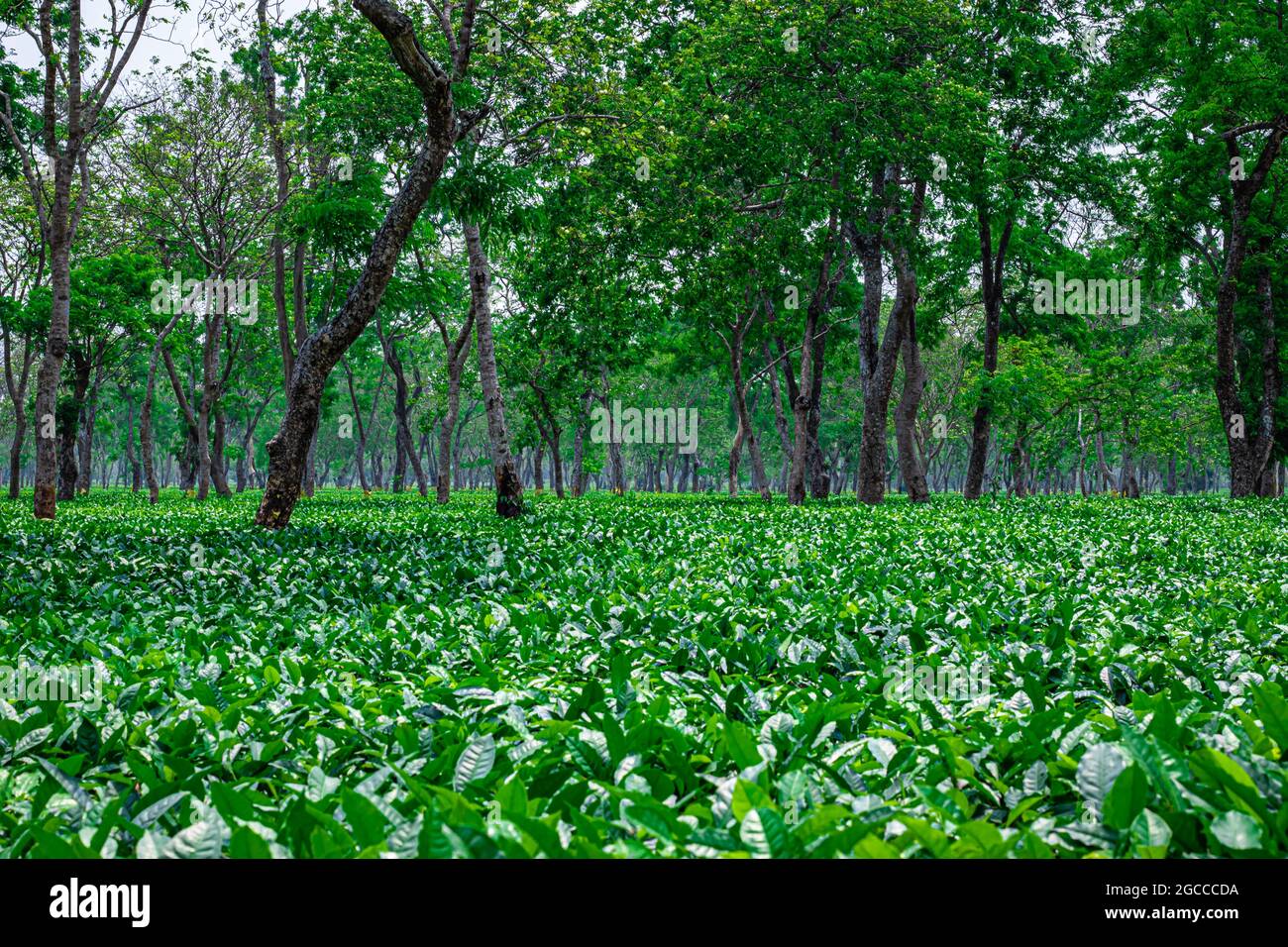 tea garden landscape with many trees at day from flat angle Stock Photo ...