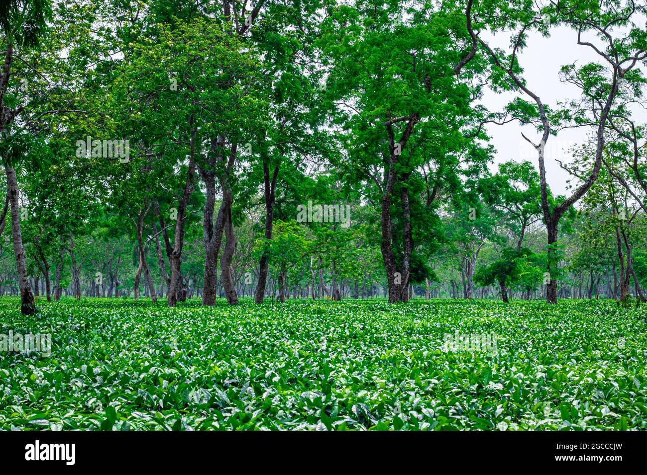 tea garden landscape with many trees at day from flat angle Stock Photo ...