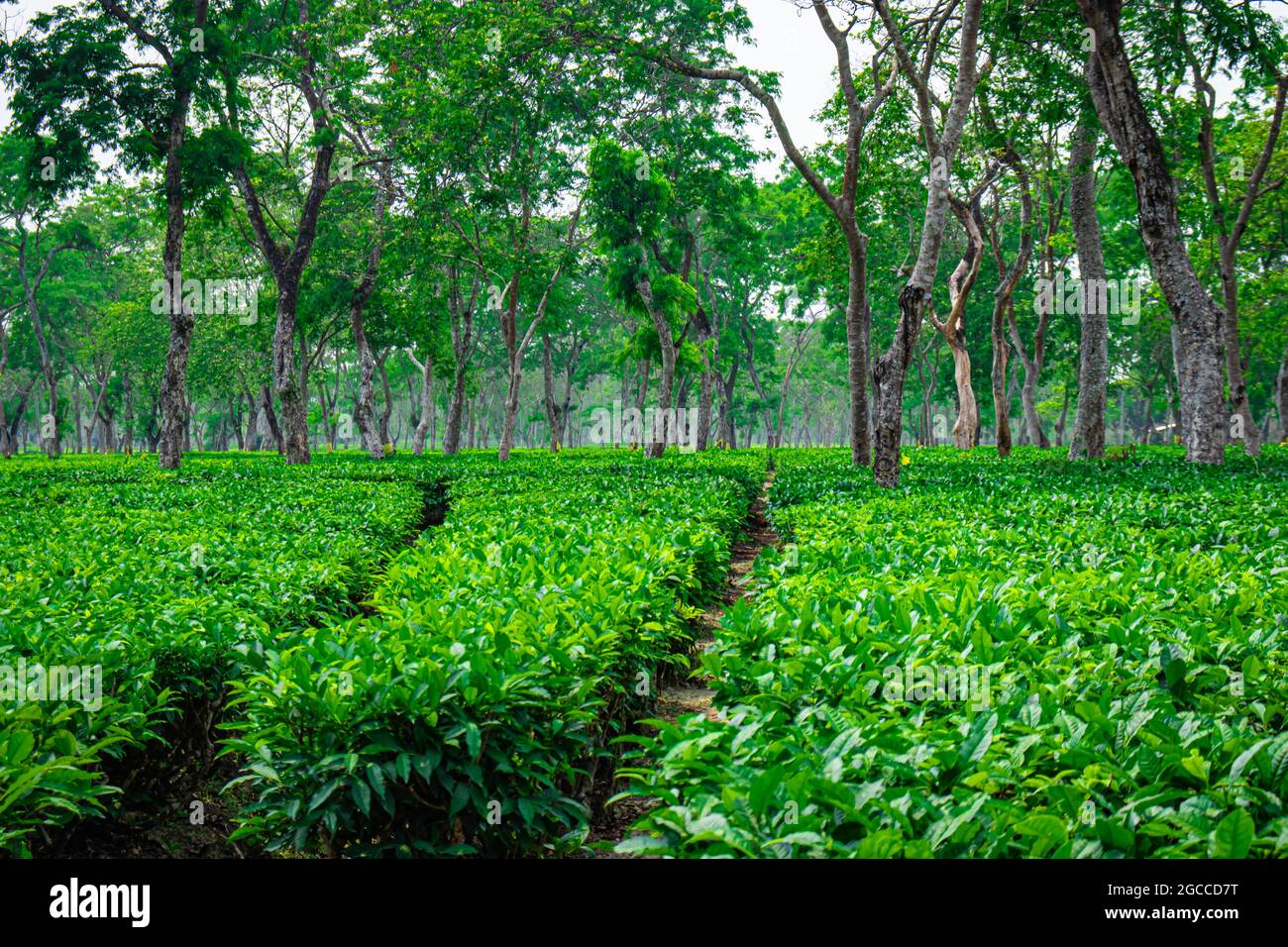 tea plants with its newly grown green leafs at tea garden at day from ...