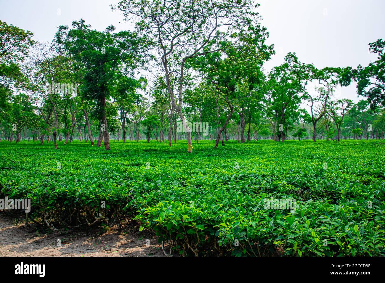 tea plants with its newly grown green leafs at tea garden at day from ...