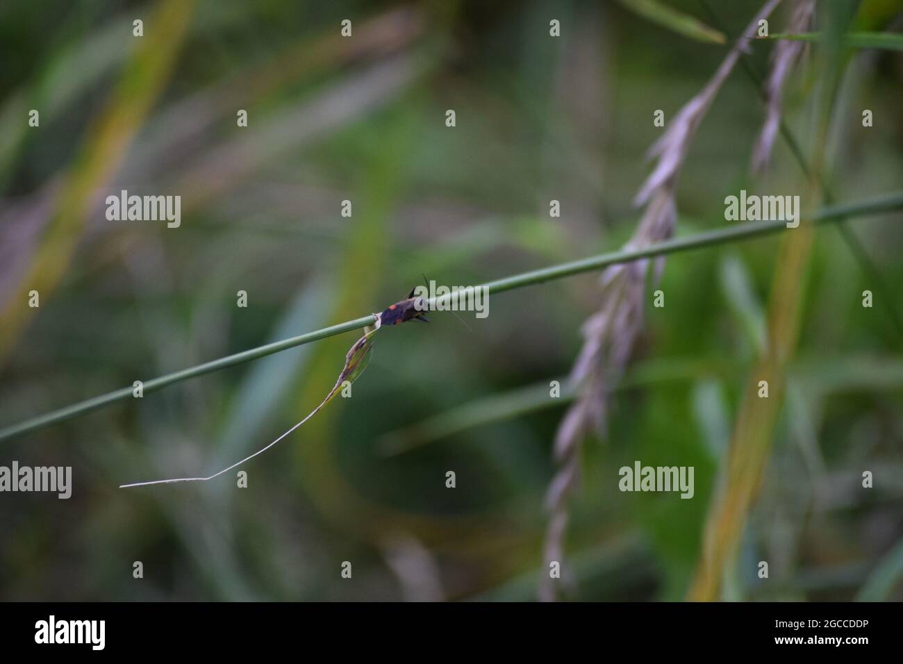 Blade identification hi-res stock photography and images - Alamy