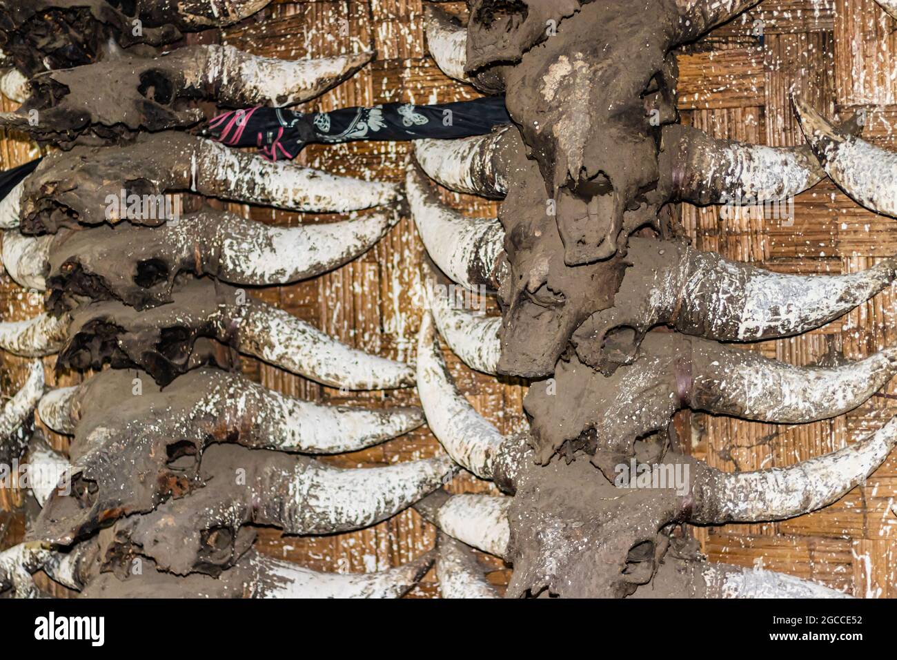 sacrificed animal Skeleton heads at authentic tribal home from flat ...