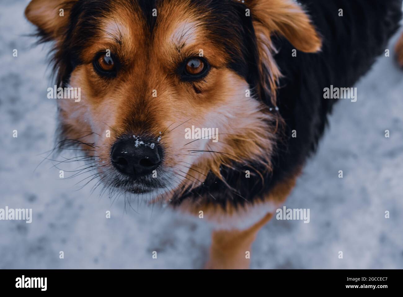 The face of an adorable mongrel dog wandering outside Stock Photo - Alamy