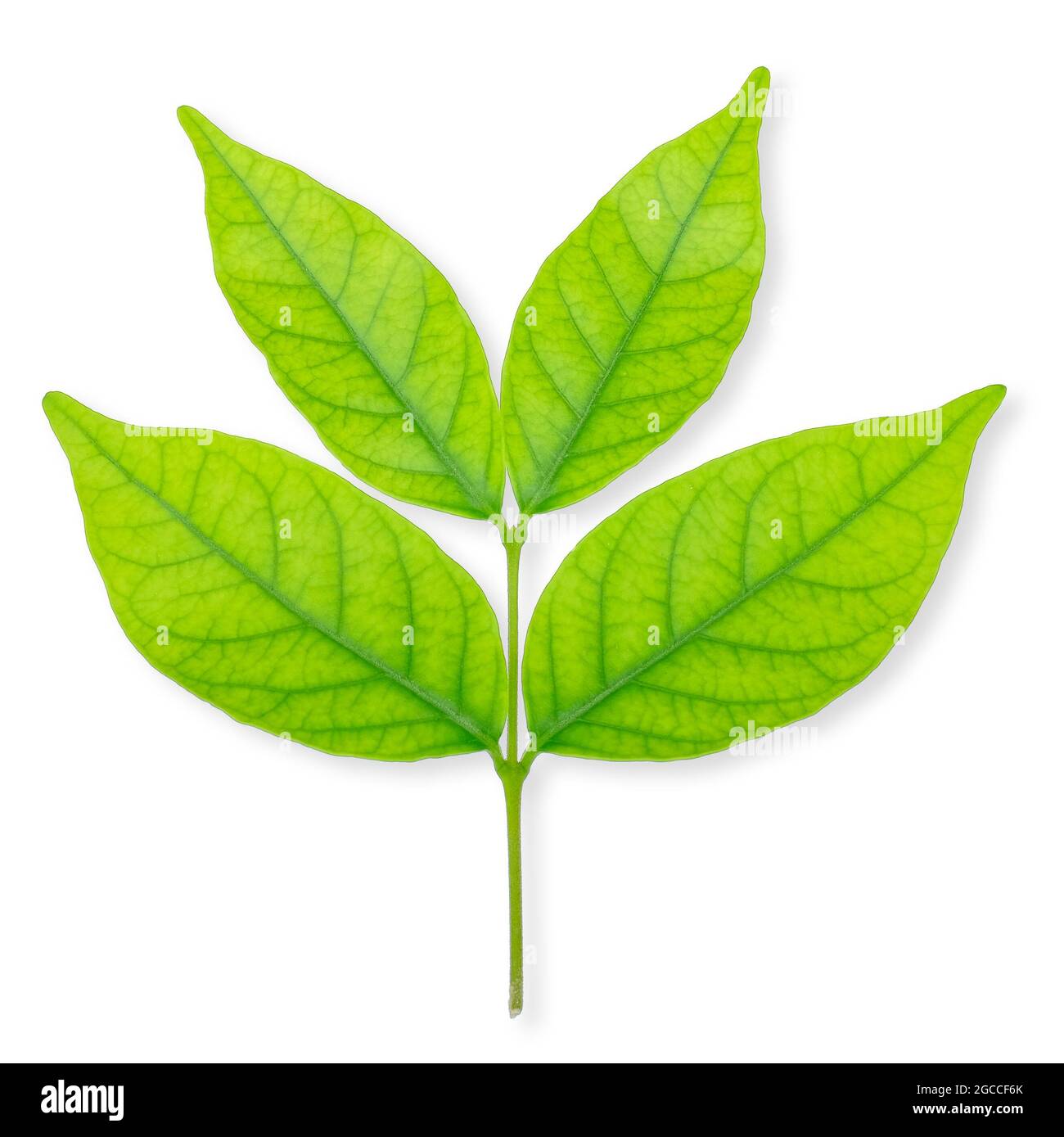 Green leaf isolated on white background. leaf clipping path Stock Photo ...