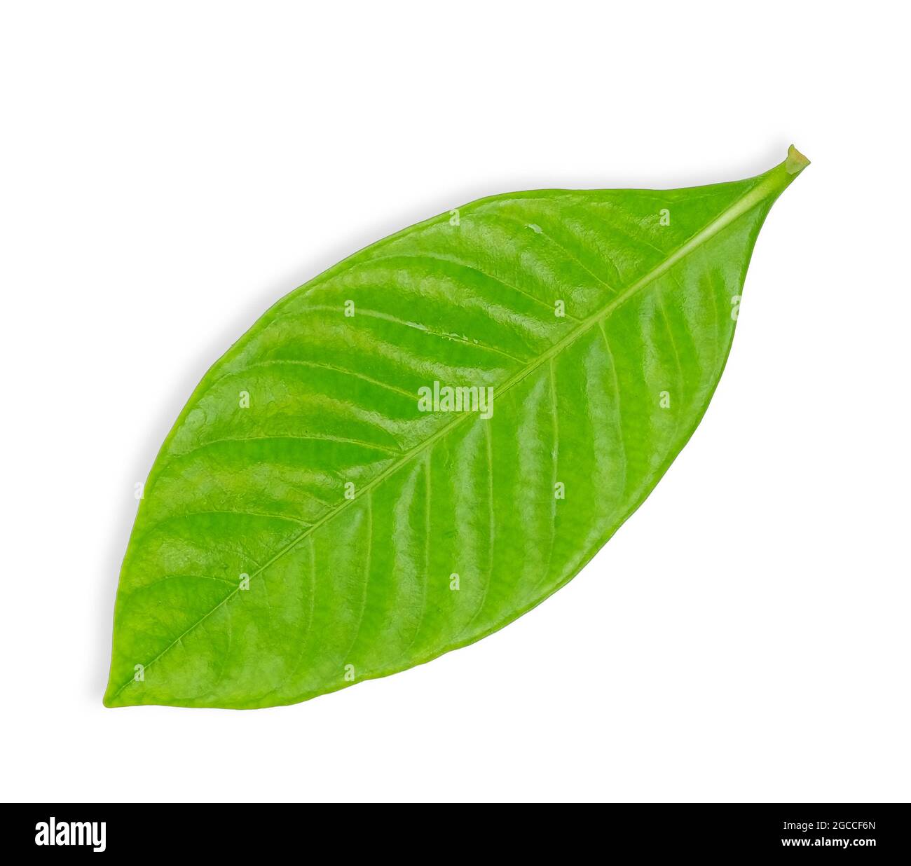 Green leaf isolated on white background. leaf clipping path Stock Photo ...