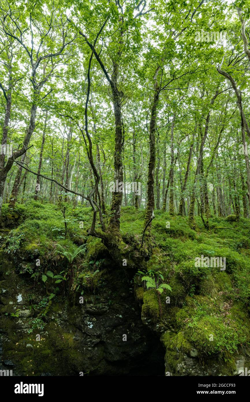 Tree hanging on the edge in the Wood of Cree in the Galloway National ...