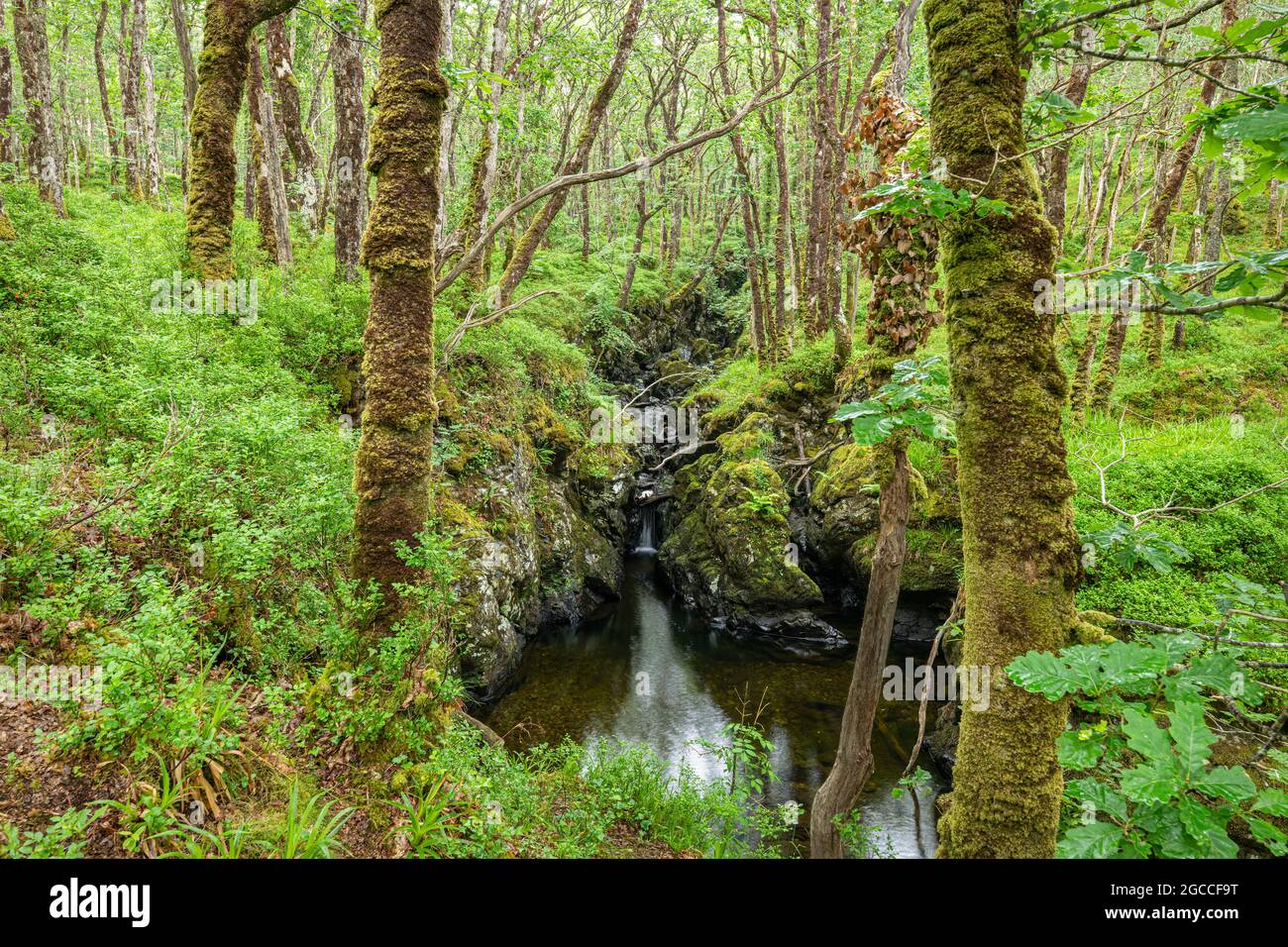 Rspb wood of cree hi-res stock photography and images - Alamy